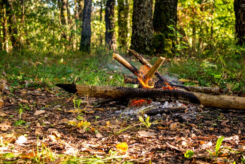 Campfire in the forest stock photo. Image of nature - 140223574