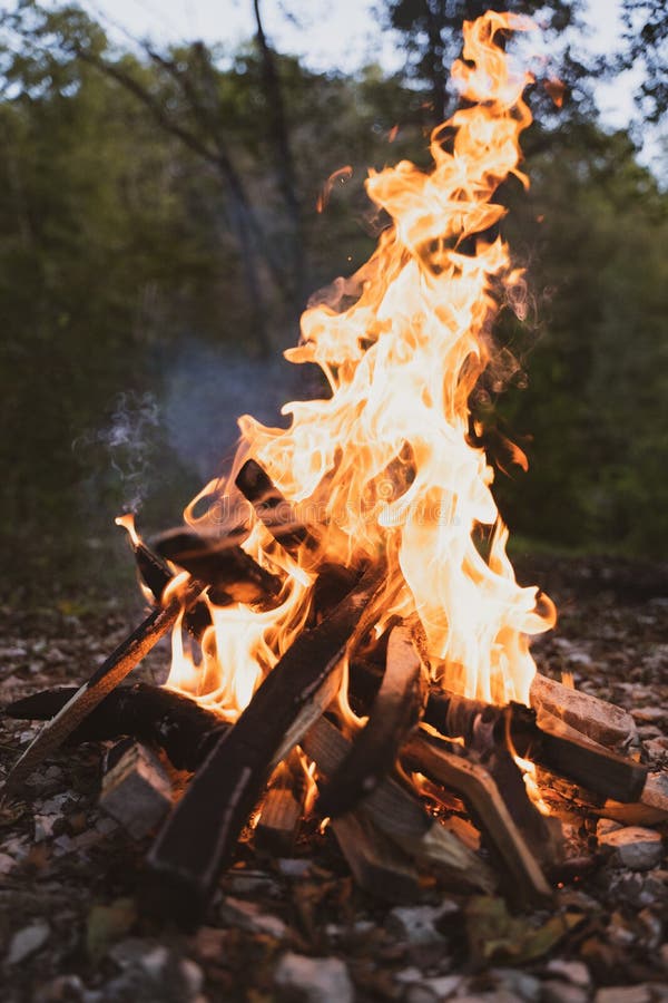 Campfire in the Forest. Bonfire Light Stock Image - Image of wood, fire ...