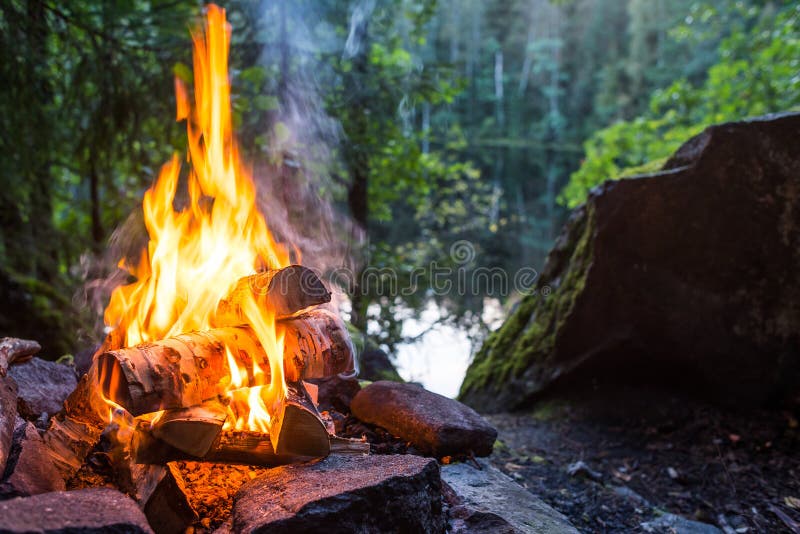 Campfire in forest stock photo. Image of fire, forest - 77980680