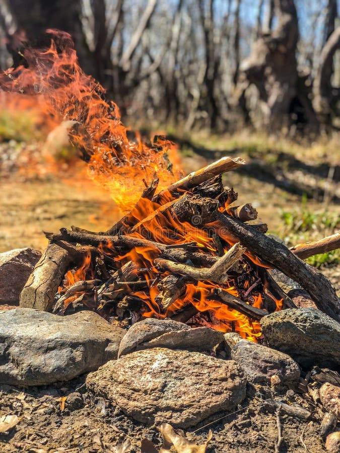 Campfire in the forest stock photo. Image of burning - 269614412