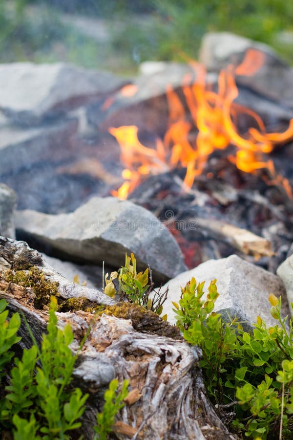 Campfire in Green Summer Forest Stock Photo - Image of heat, lake: 85703228