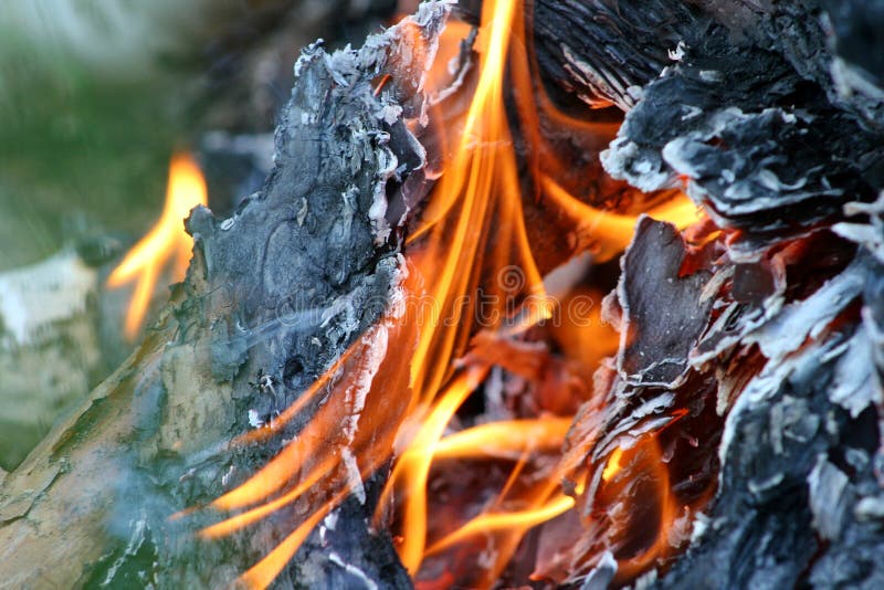 Campfire on Meadow in Green Forest Stock Photo - Image of barbecue ...