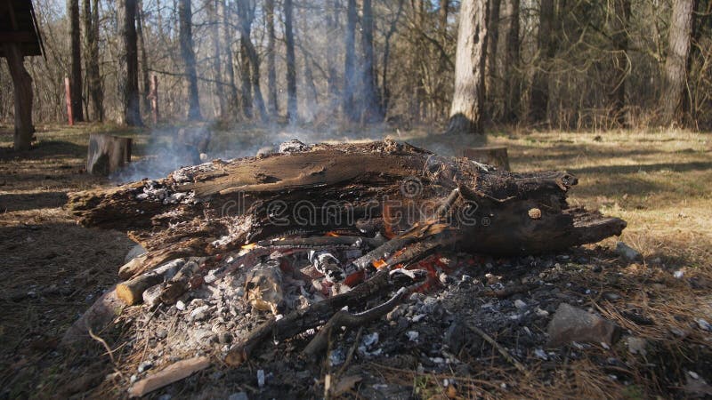 Campfire Remnants Surrounded by a Peaceful and Tranquil Forest Setting ...