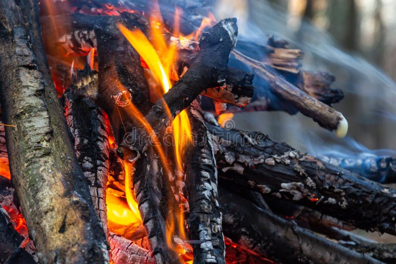 Campfire in the Spring Forest. Rest on the Weekend Stock Photo - Image ...