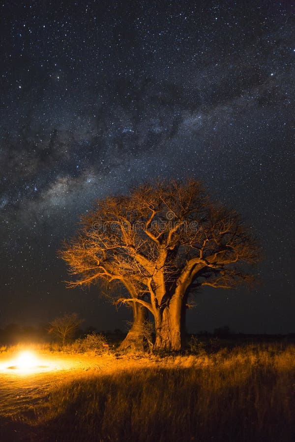 Campfire Under Baobab Trees and the Milky Way Stock Image - Image of ...