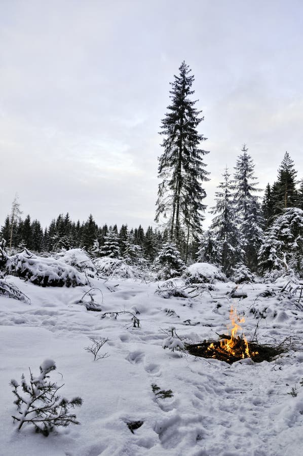 Campfire in the Winter Forest Stock Photo - Image of burn, adrenaline ...
