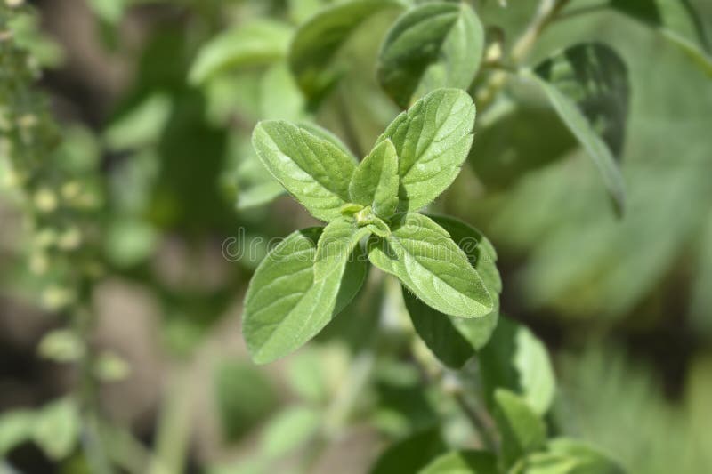 Camphor basil stock photo. Image of nature, name, camphor - 296827450