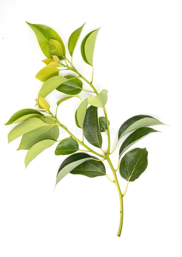 Watercolor Drawing Branch of Camphor Tree Stock Illustration ...
