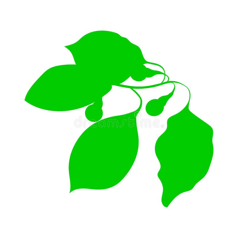 Camphor Flat Icon Isolated on White Background Vector Illustration ...