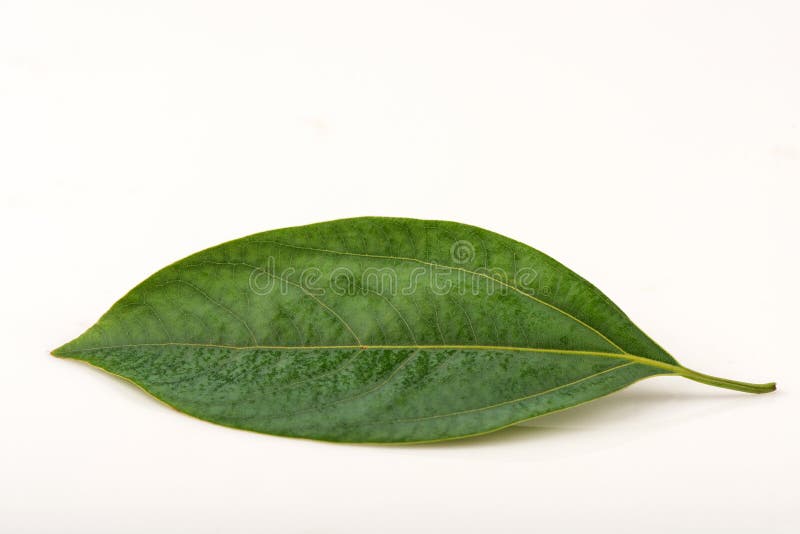 Camphor Green Leaves Isolated on White Background Stock Photo - Image ...