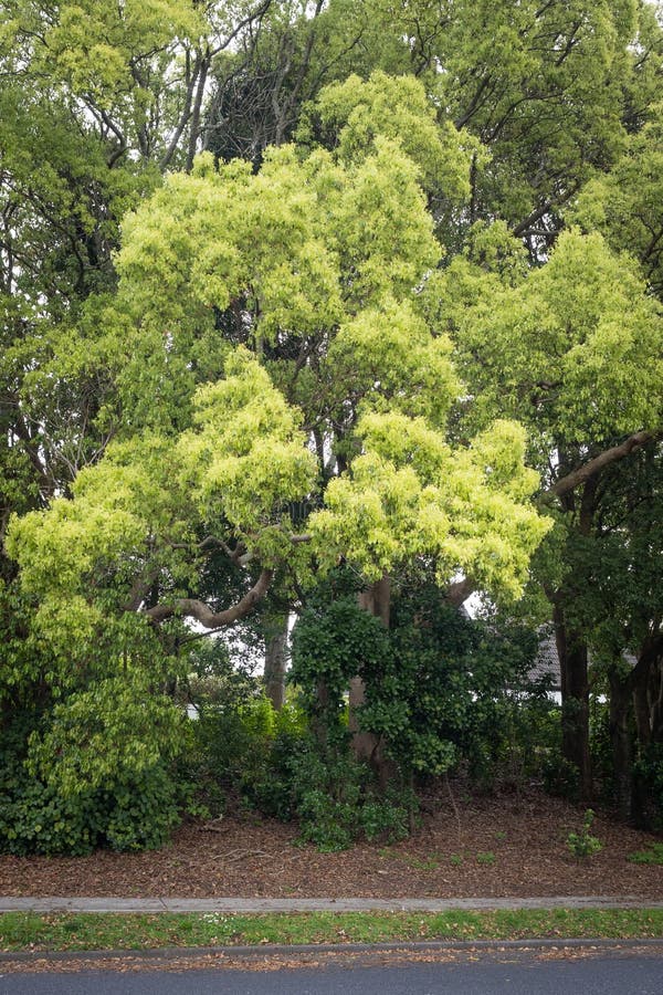 Camphor Laurel Tree (Cinnamomum Camphora) in Spring Stock Photo - Image ...