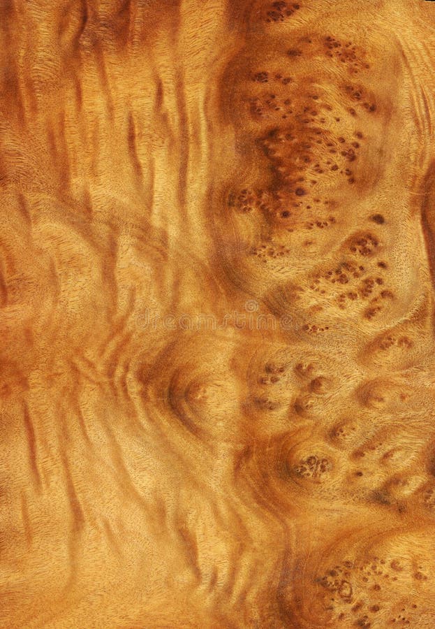 Camphor S Root (wood Texture) Stock Image - Image of grain, curve: 23701083