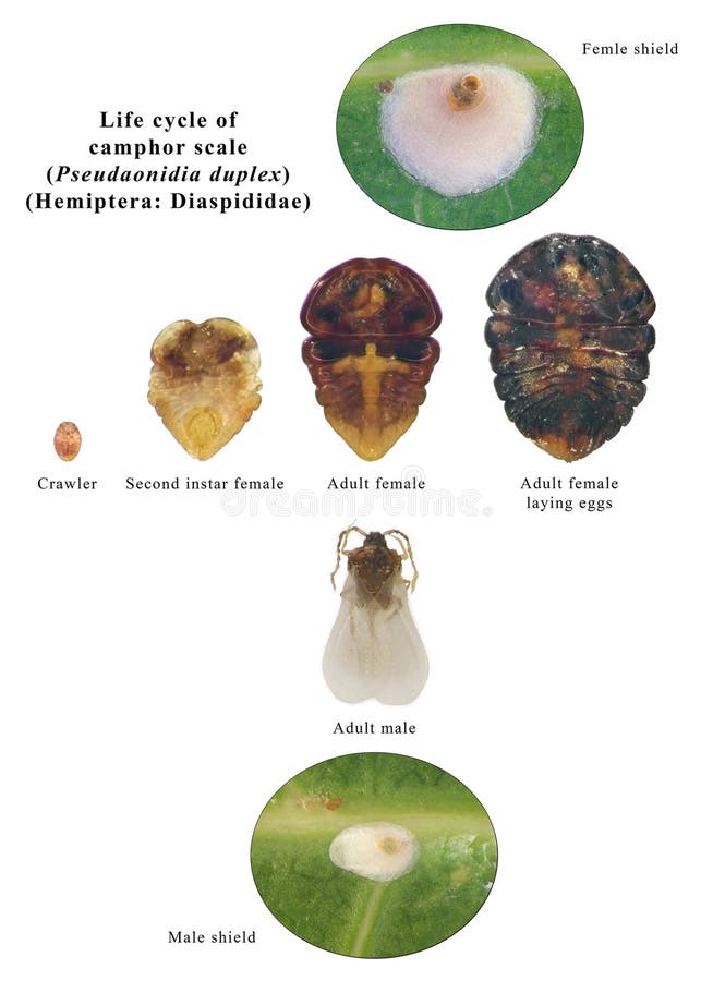 Camphor Scale or Camellia Scale, Pseudaonidia Duplex Stock Photo ...