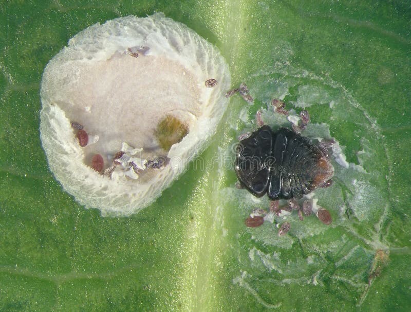 Camphor Scale or Camellia Scale, Pseudaonidia Duplex Stock Photo ...