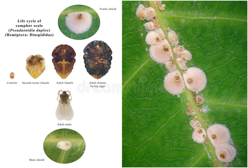 Camphor Scale or Camellia Scale, Pseudaonidia Duplex Stock Photo ...