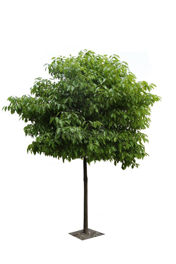 A camphor tree stock image. Image of foliage, bright, summer - 9371365