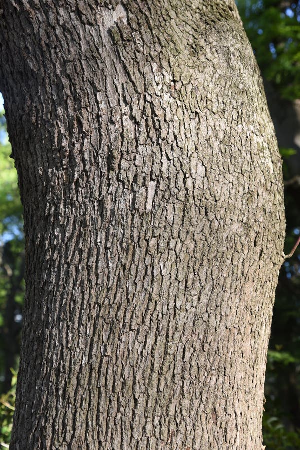 Camphor Tree Bark and Leaves Stock Image - Image of leaves, beautiful ...