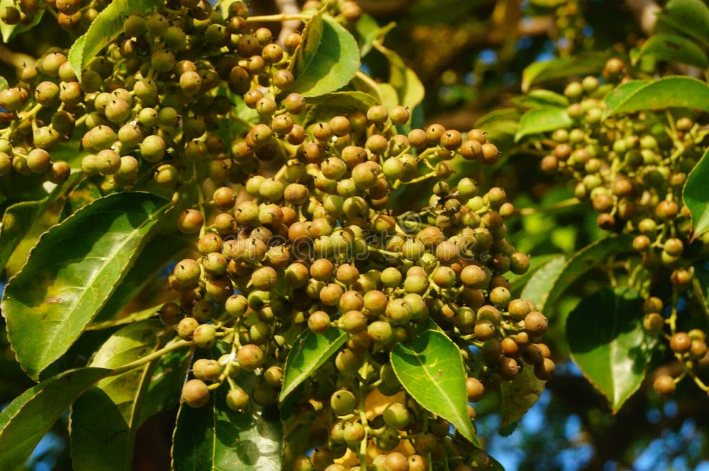 Camphor Tree Seed is the Fruit of Camphor Tree Stock Photo - Image of ...