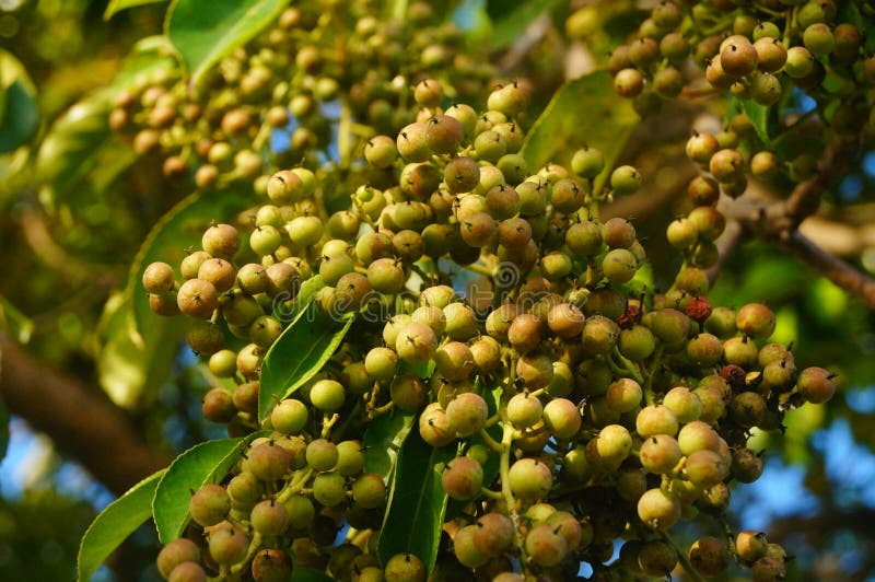 Camphor Tree Seed is the Fruit of Camphor Tree Stock Image - Image of ...
