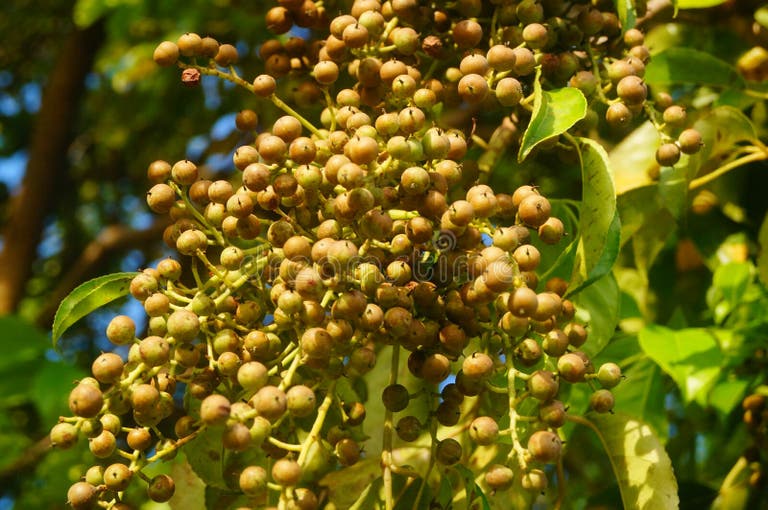Camphor Tree Seed is the Fruit of Camphor Tree Stock Photo - Image of ...