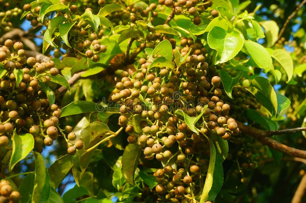 Camphor Tree Seed is the Fruit of Camphor Tree Stock Image - Image of ...