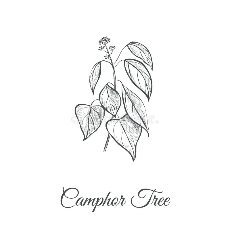 Camphor Tree, Isolated Logo Icon. White Silhouette Stock Illustration ...