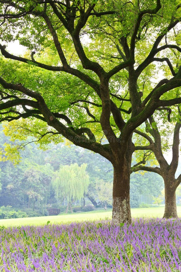 Green Camphor tree stock image. Image of branches, summer - 36147887