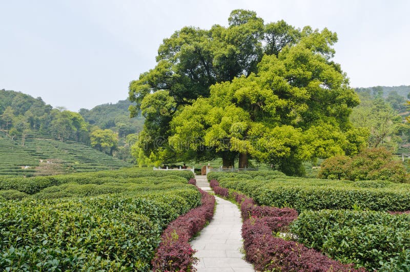 Green Camphor tree stock image. Image of branches, summer - 36147887