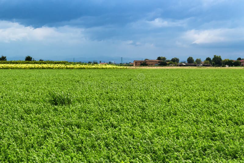 Vista Dei Campi Coltivati in Calanchi Immagine Stock - Immagine di ...