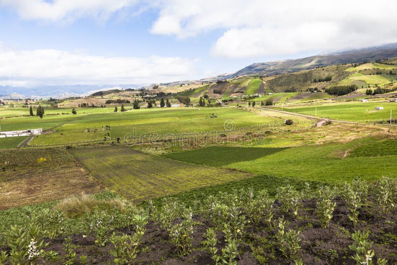 Campi coltivati sui pendii fotografia stock. Immagine di ecuador - 56301670
