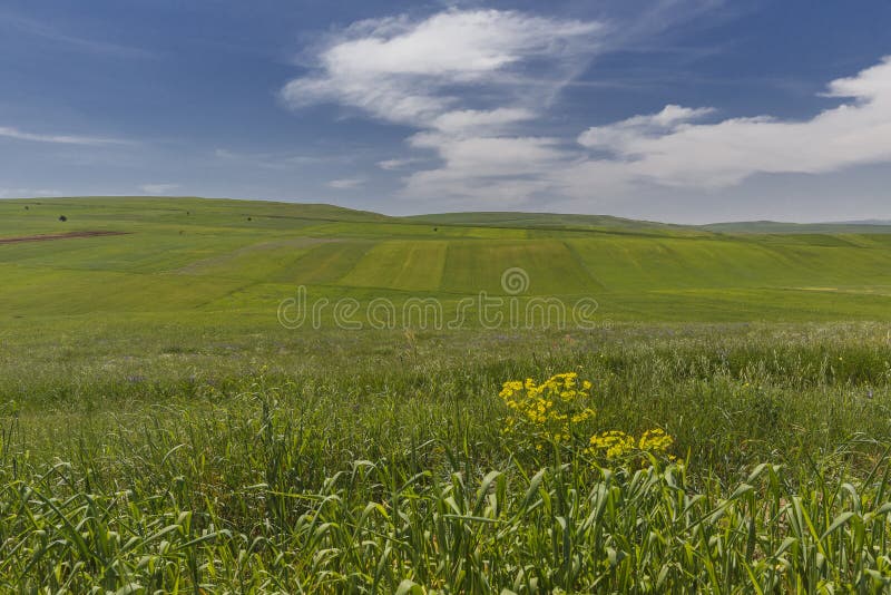 Campi Coltivati E Un Albero Solo Fotografia Stock - Immagine di ...