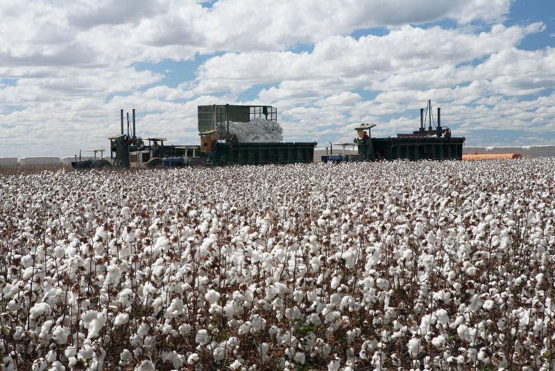 Campo Fresco Texas Agriculture Dell'azienda Agricola Del Cotone Del ...