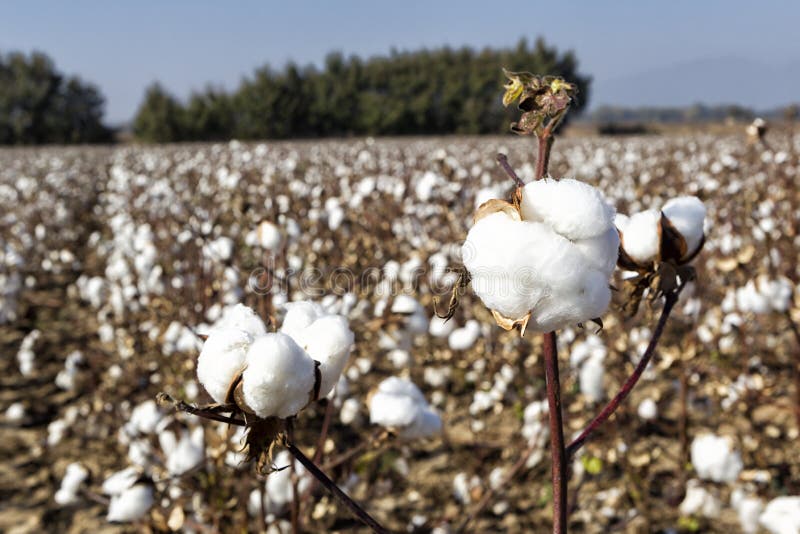 Il Cotone Sistema Il Bianco Con Cotone Maturo Pronto Per Raccogliere ...