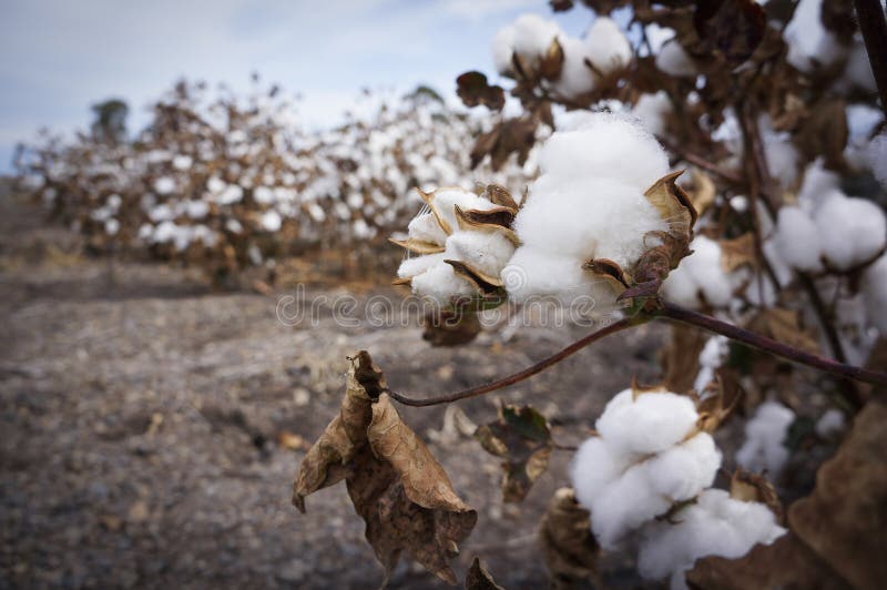Campi Del Cotone Pronti Per La Raccolta, Agricoltura Fotografia Stock ...