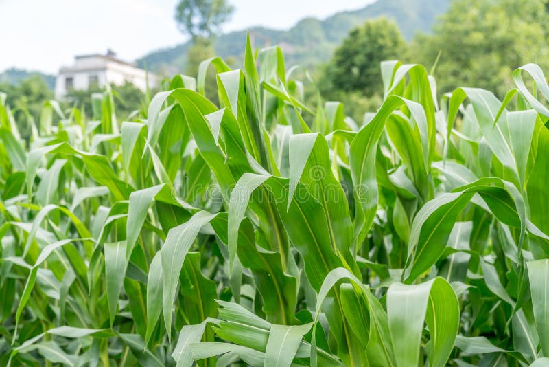 Campi Di Mais Con Le Aziende Agricole Nel Fondo Fotografia Stock ...