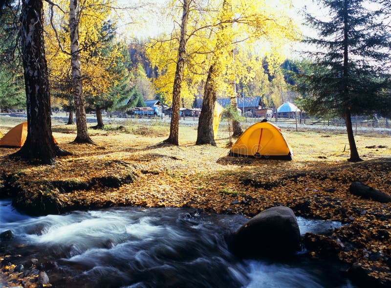 Camping in the Autumn Forest Stock Image - Image of chinese ...