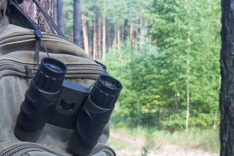 Camping Equipment at the Edge of a Pine Forest Stock Photo - Image of ...