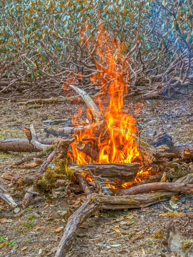 Camping fire stock photo. Image of camping, campsite - 42279646