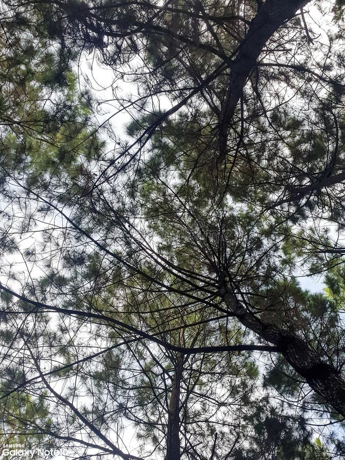 Camping in Forest with Full Tree Stock Photo - Image of blossom, spring ...