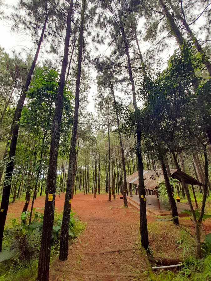 The Camping Ground in Pinus Forest Stock Image - Image of grove, flower ...