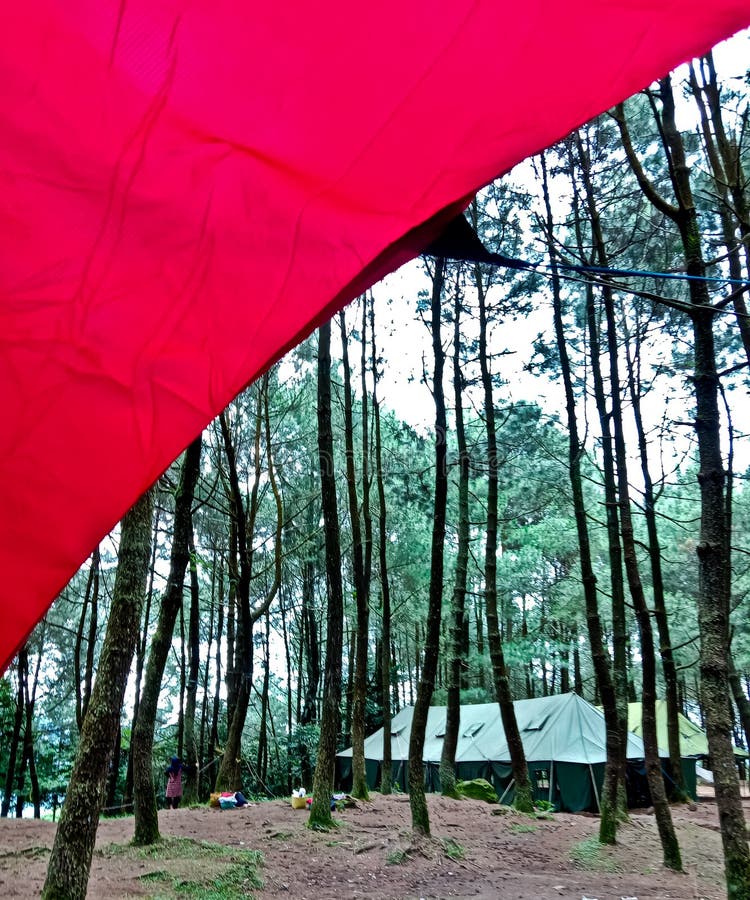 Tent Camping Under a Pine Tree in the Forest Stock Photo - Image of ...