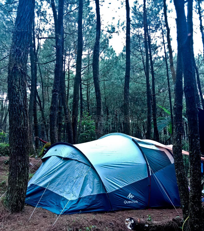 Tent Camping Under a Pine Tree in the Forest Stock Photo - Image of ...