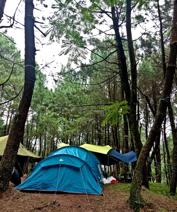 Tent Camping Under a Pine Tree in the Forest Stock Photo - Image of ...