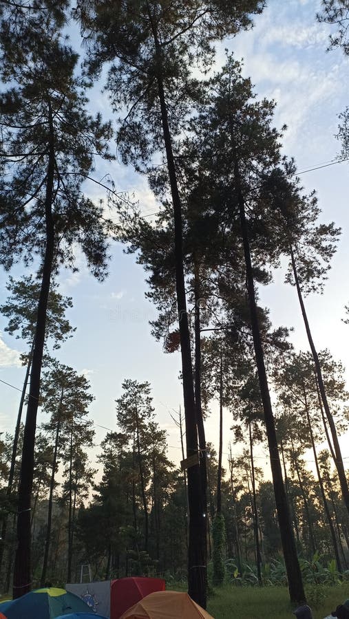 Camping in Pacet stock image. Image of deciduous, flower - 265701617