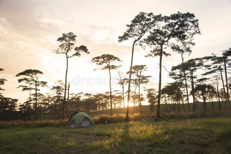 Camping with Pine Fores in Sunset Landscape. Stock Photo - Image of ...
