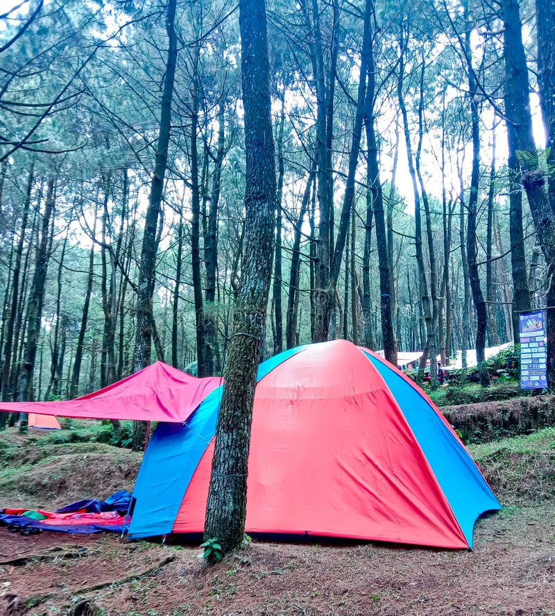 Camping in a pine forest stock photo. Image of panorama - 267154122