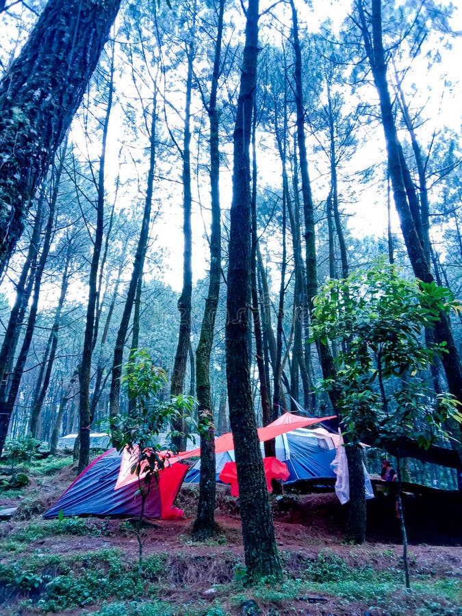 Camping in a pine forest stock photo. Image of design - 267154820