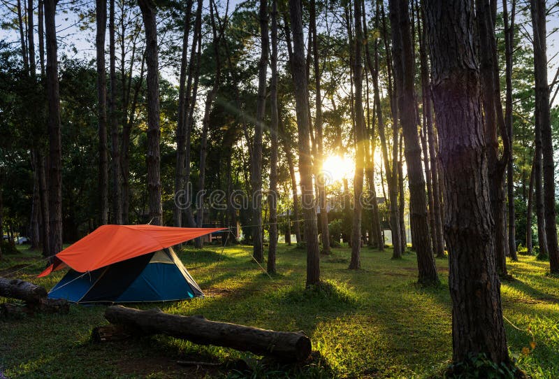 Camping Point. Tent in Tropical Pine Forest at Sunset Time Stock Image ...