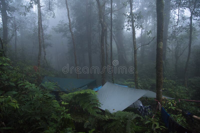 Camping in the Rainforest with Mist Stock Image - Image of natural ...