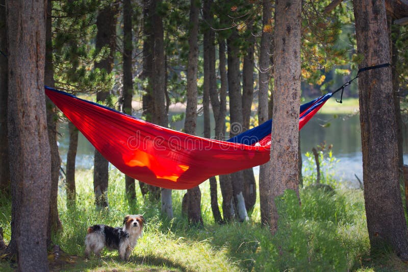 Camping Taking a Nap in a Hammock Stock Photo - Image of trees, looking ...